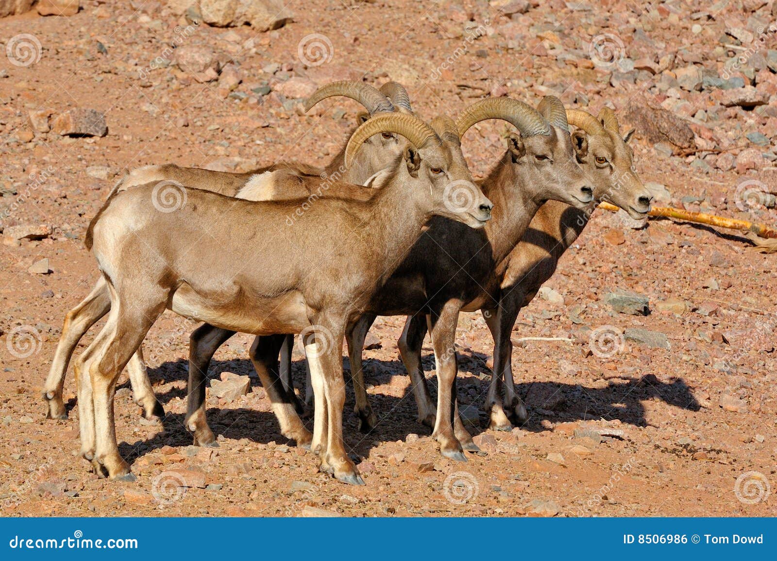 Mouflons stock photo. Image of herbivorous, natural, moufflons - 8506986