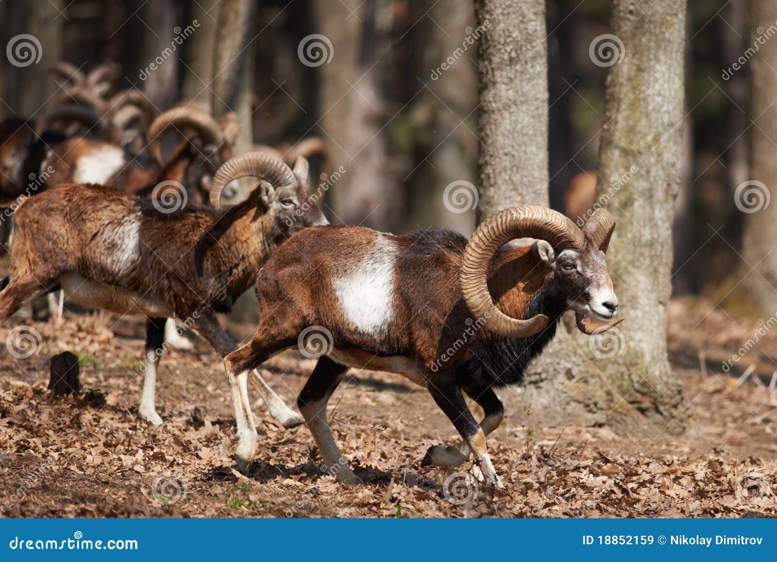 Mouflons in European Forest Stock Image - Image of wild, game: 18852159