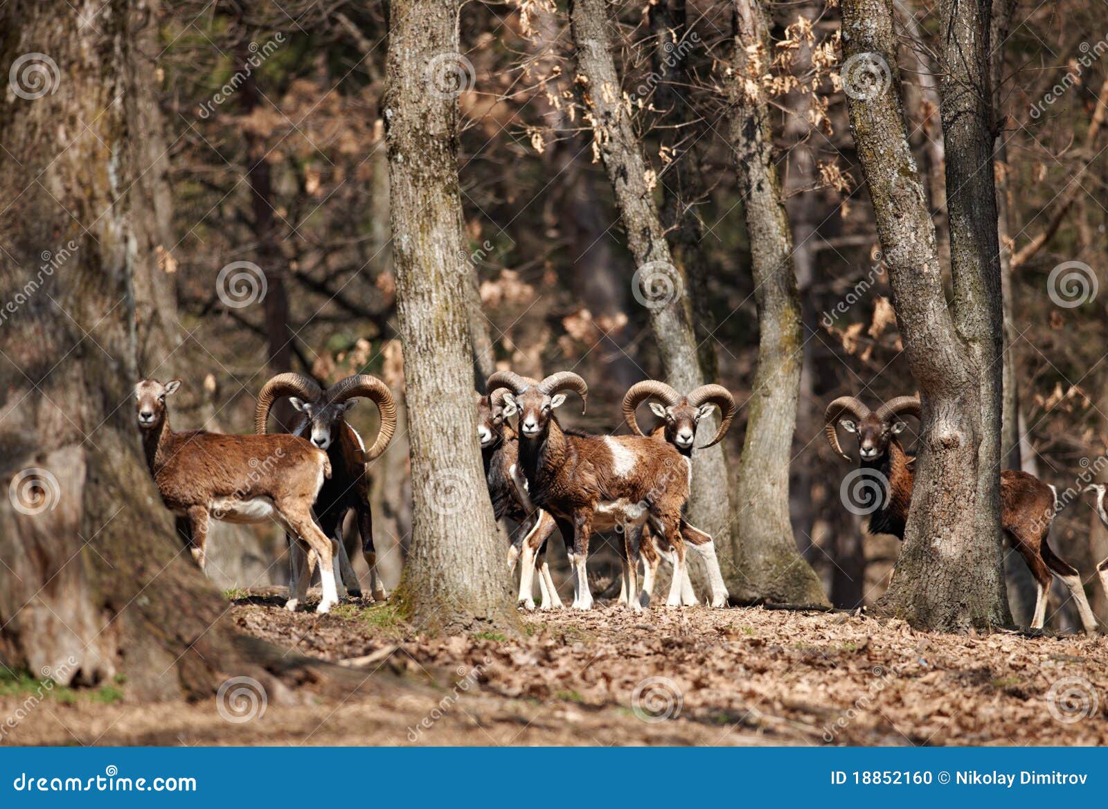 Mouflons in forest stock photo. Image of nature, outdoor - 18852160