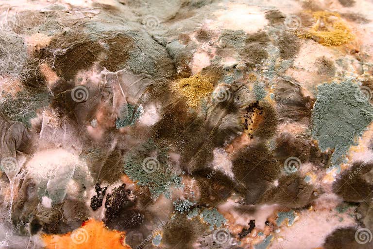 Mould 2 stock image. Image of beautiful, pastel, bread - 265849