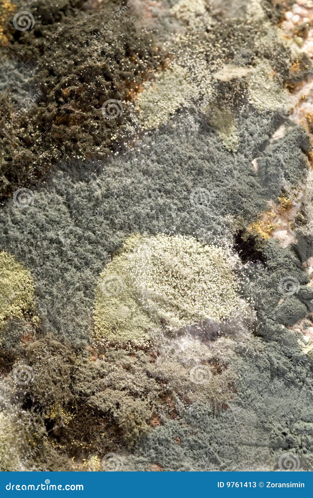 Mould stock image. Image of bread, closeup, natural, macro - 9761413