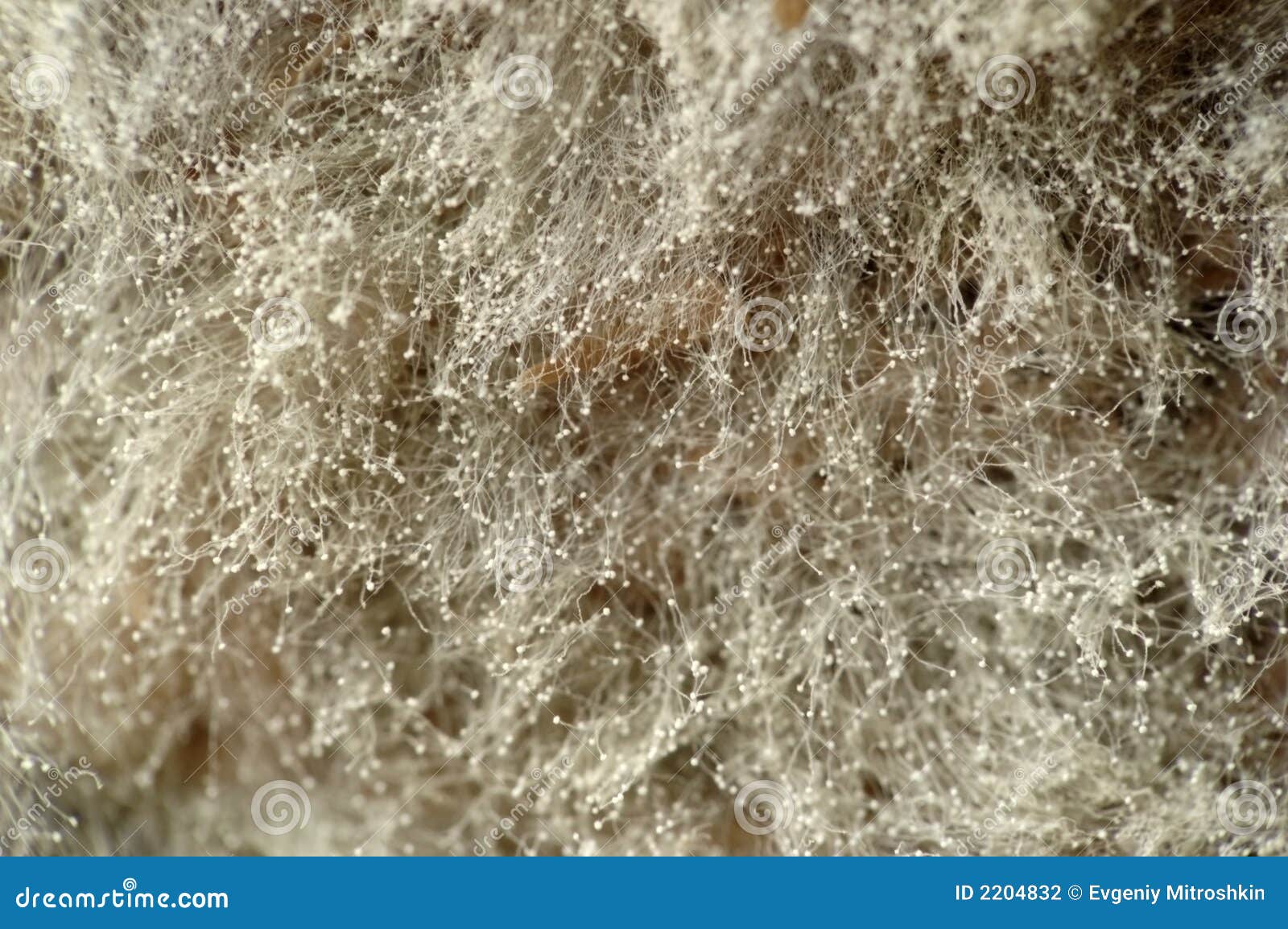 Mould on bread stock photo. Image of bread, brown, penicillium - 2204832
