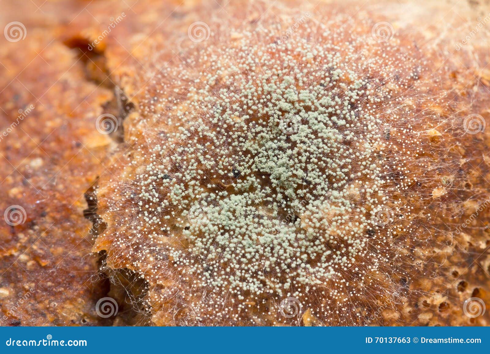 Mould on bread stock image. Image of rotten, fungus, macro - 70137663