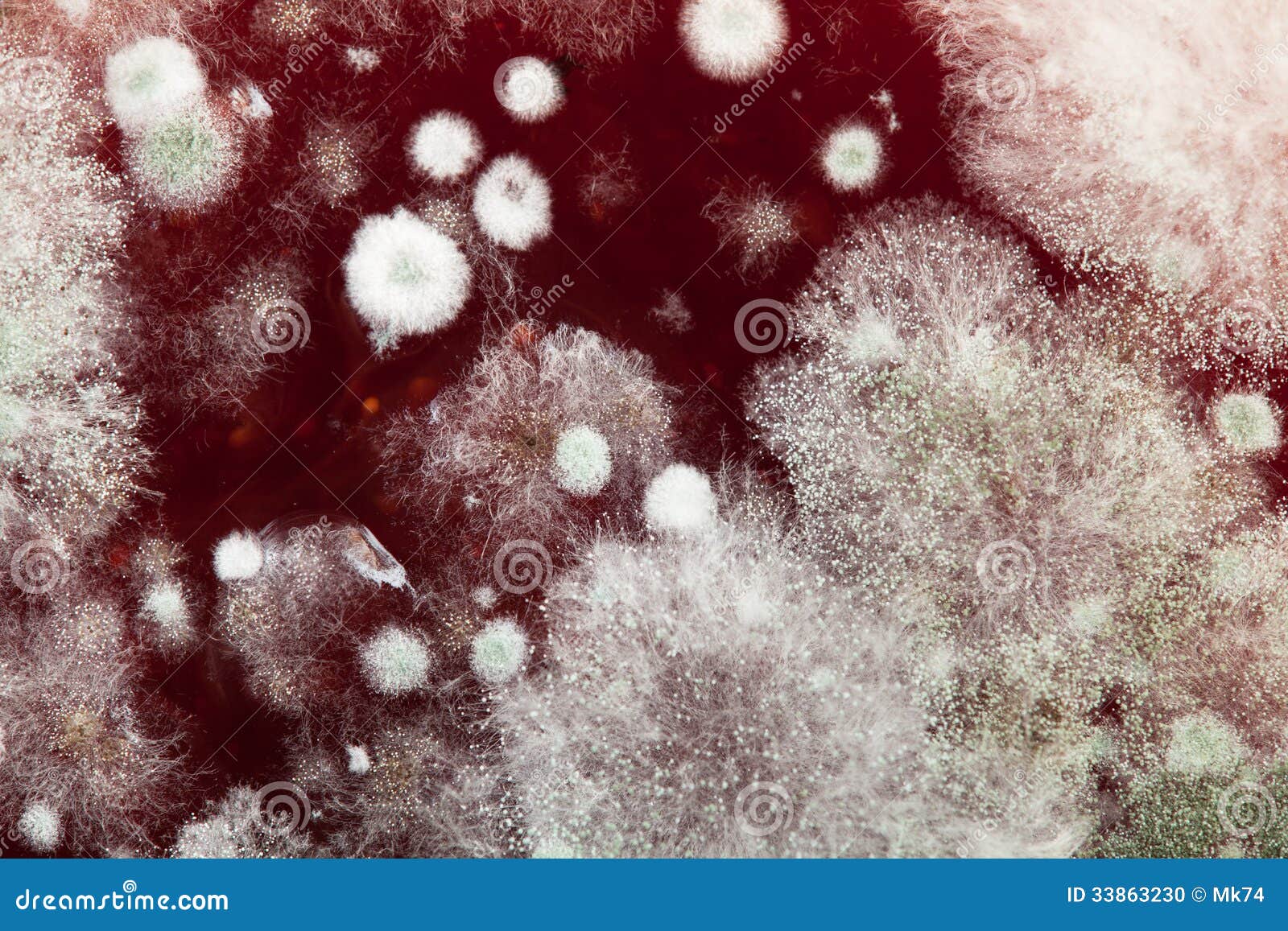 Mould stock photo. Image of rotten, mouldy, closeup, horizontal - 33863230