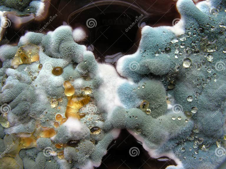 Mould colonies stock image. Image of life, closeup, microbiology - 20707065
