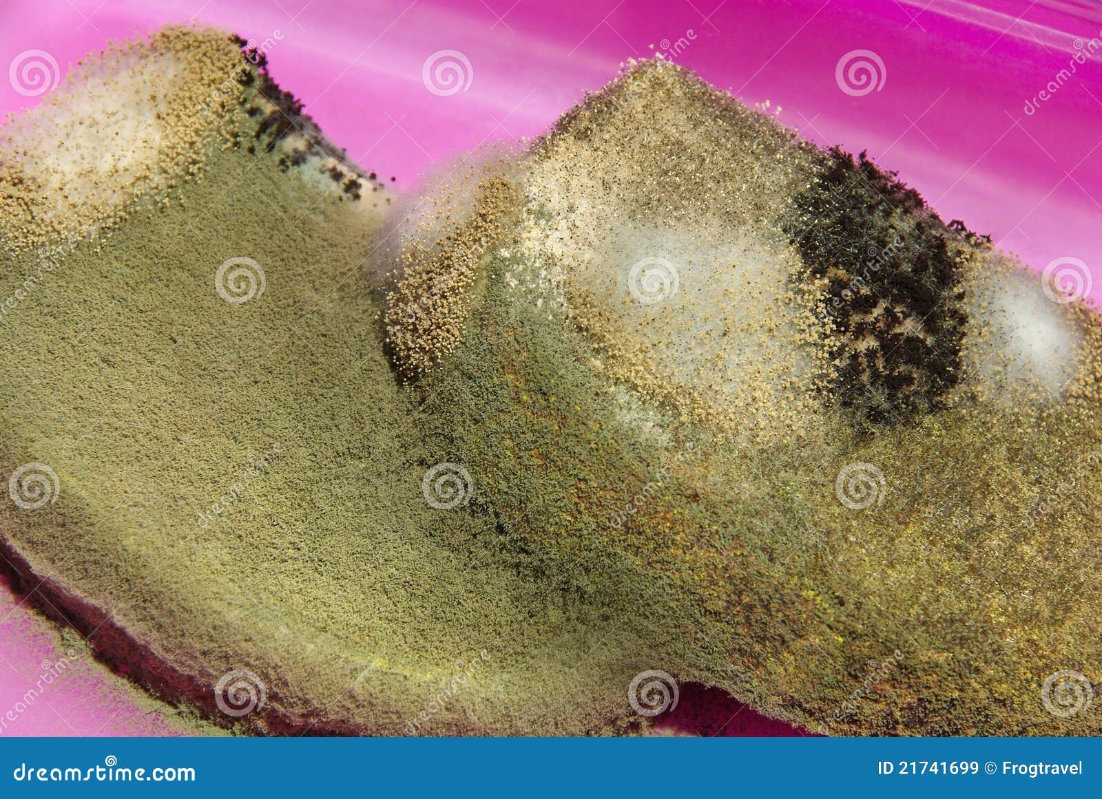 Mould colonies stock image. Image of mold, closeup, replication - 21741699