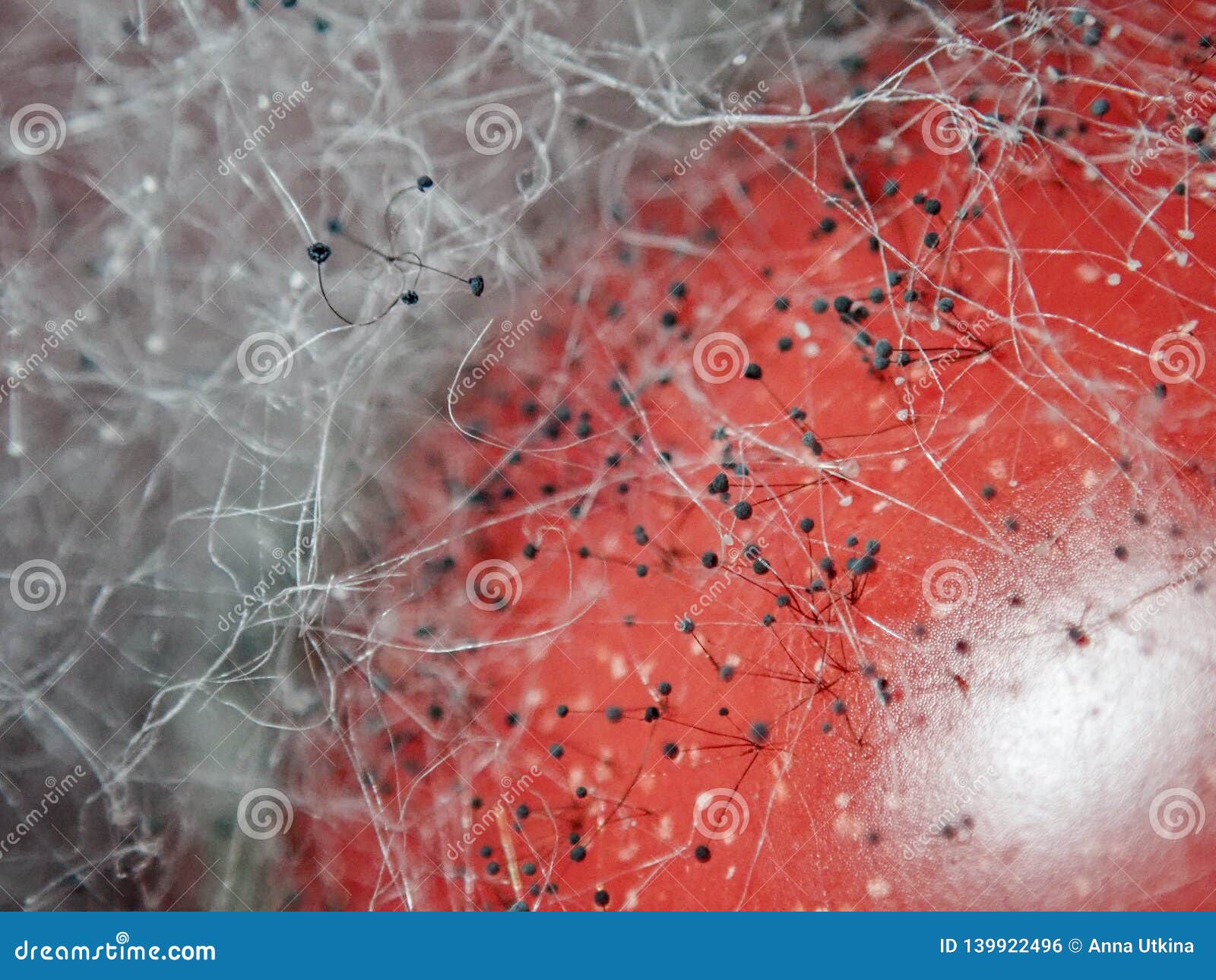 Mould colony #1 stock photo. Image of decay, science - 139922496