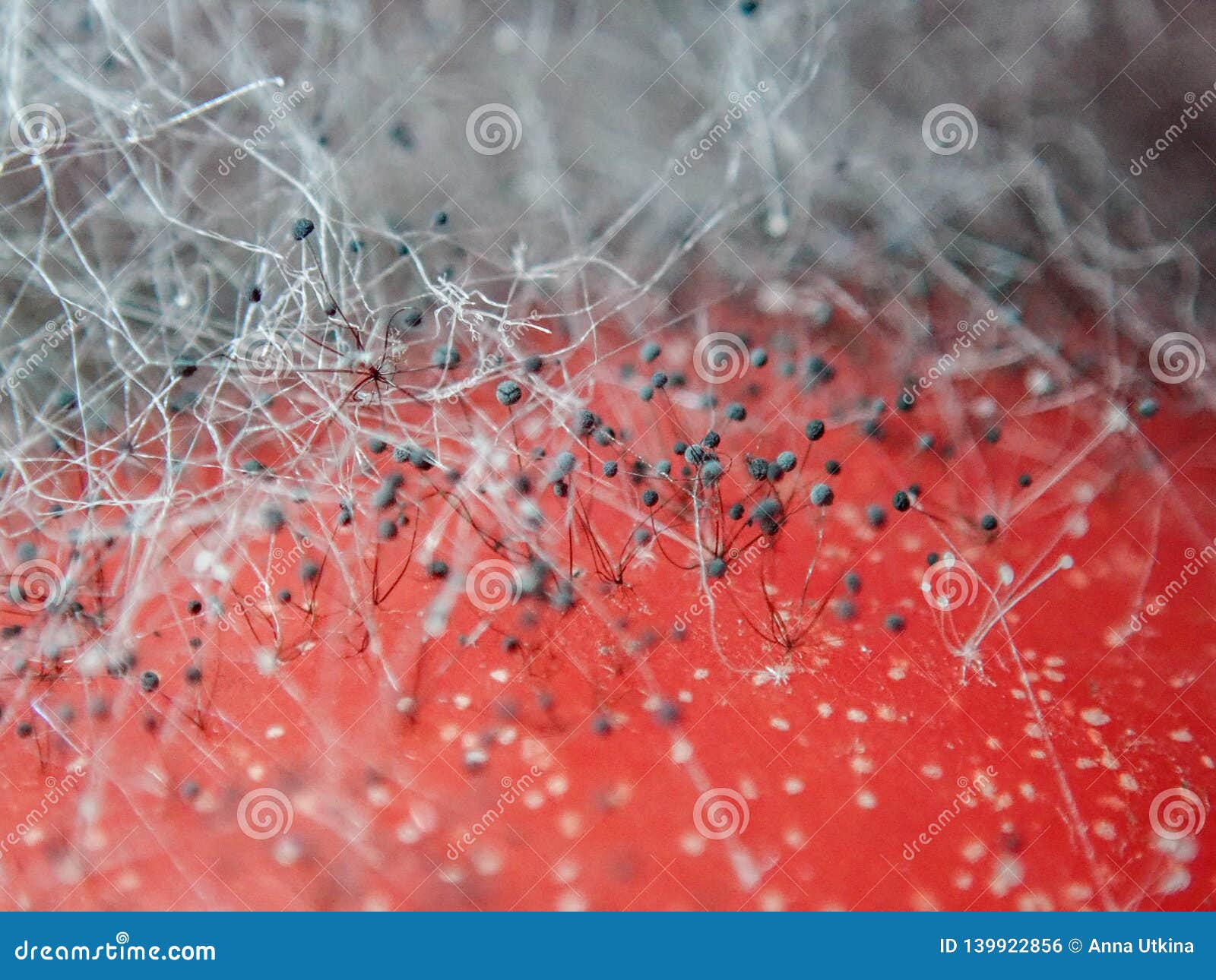 Mould colony 9 stock photo. Image of mould, science - 139922856