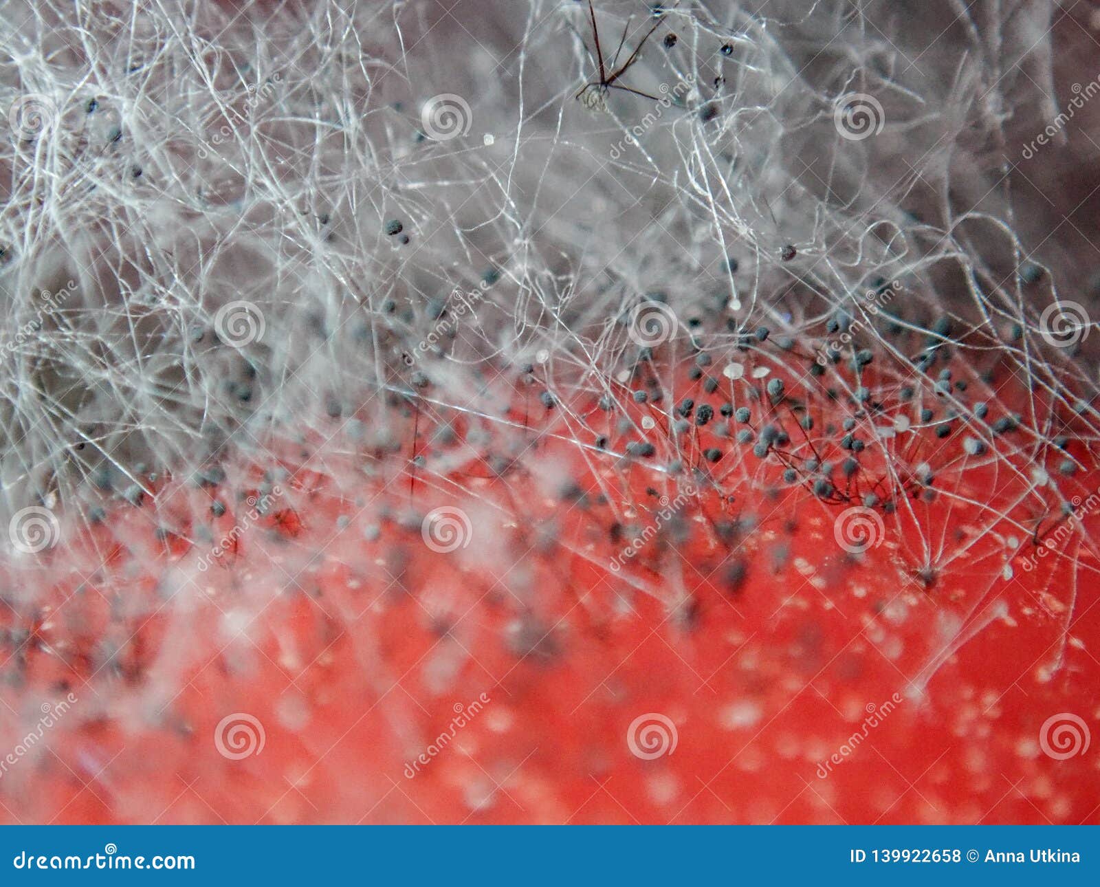 Mould colony 4 stock photo. Image of decay, mold, mould - 139922658