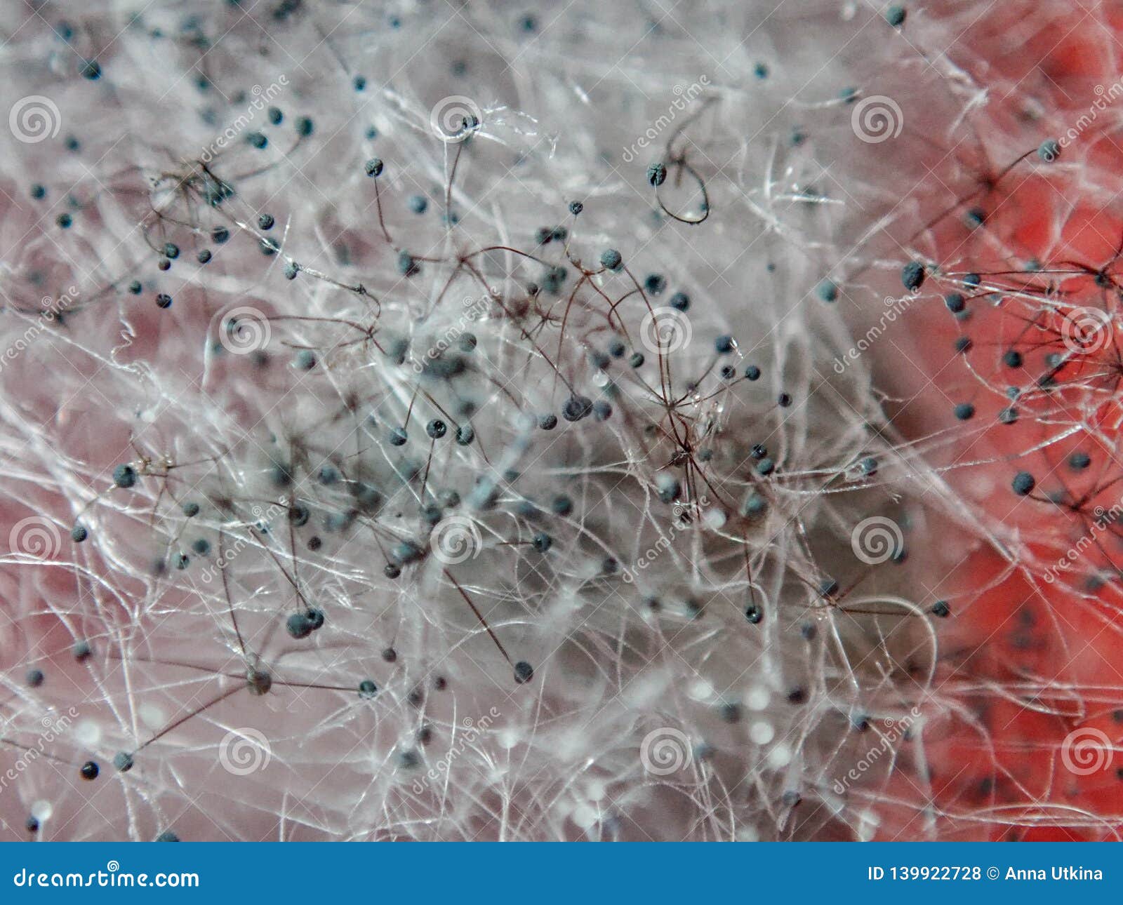 Mould colony 7 stock photo. Image of mold, growing, macro - 139922728