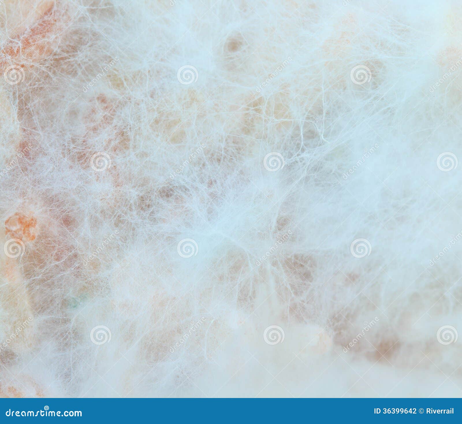 Mould or Fungi stock photo. Image of laboratory, bacteria - 36399642