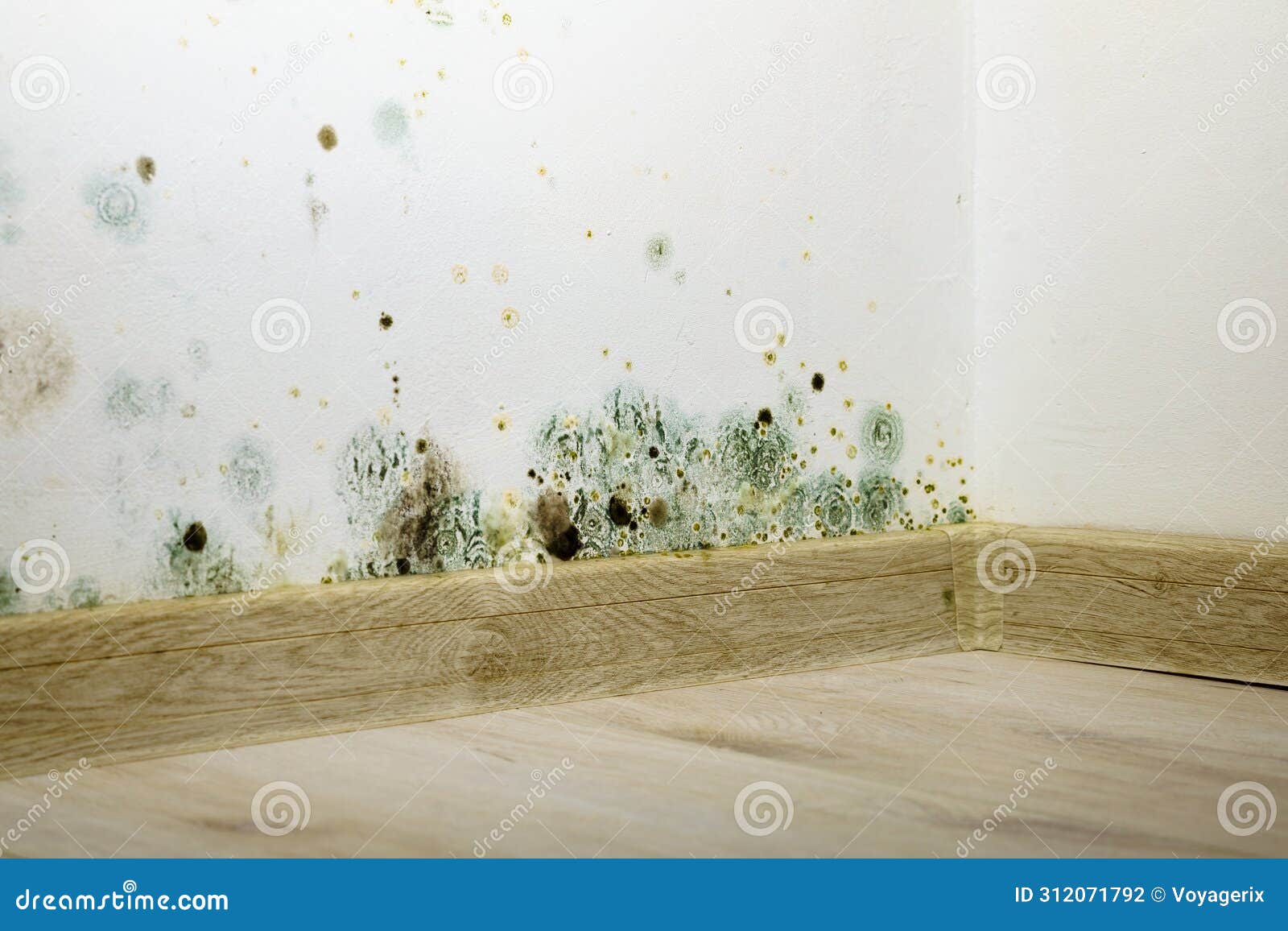 Mould and Fungus Growth on Wall Stock Photo - Image of mold, mould ...