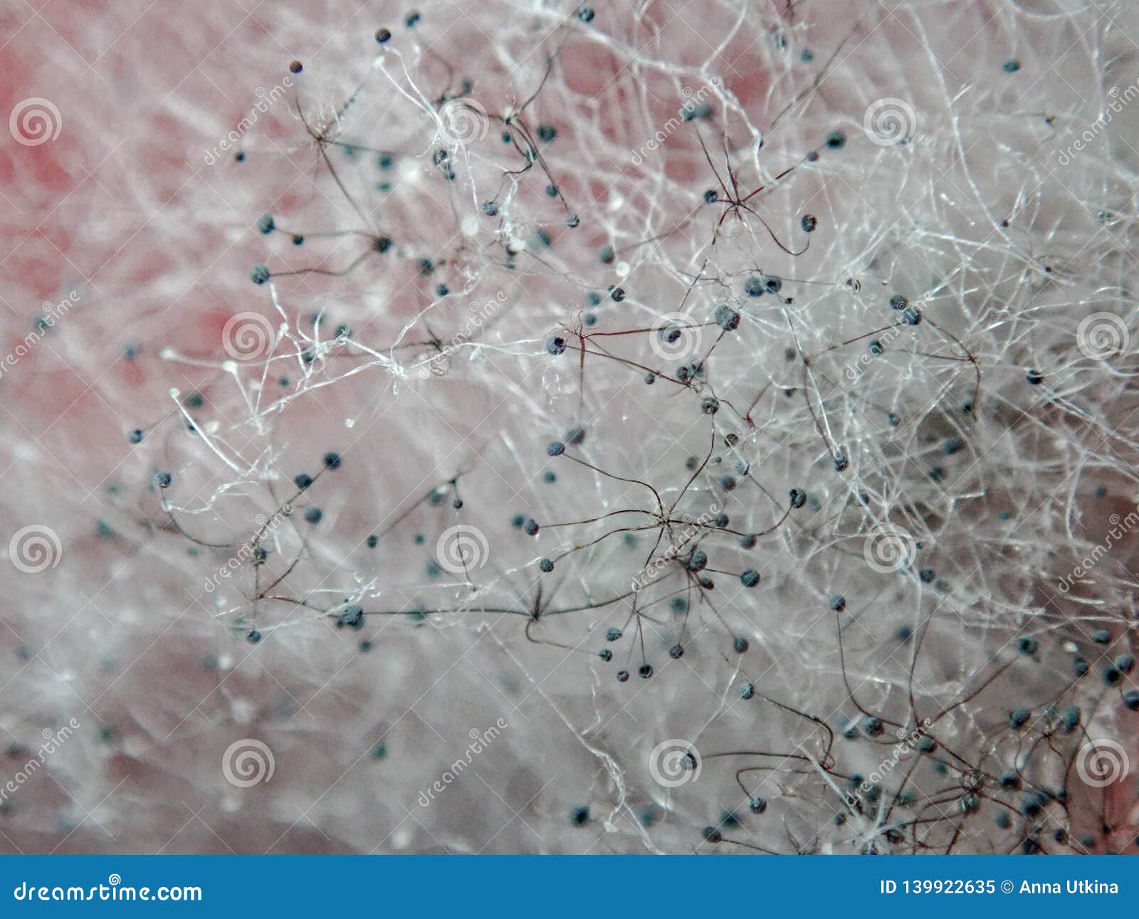 Mould colony 8 stock image. Image of spoiled, decay - 139922635