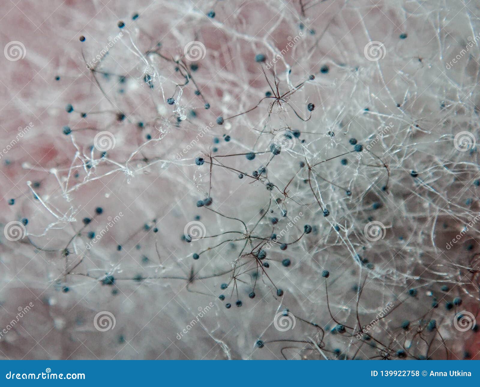 Mould colony #10 stock photo. Image of decay, science - 139922758