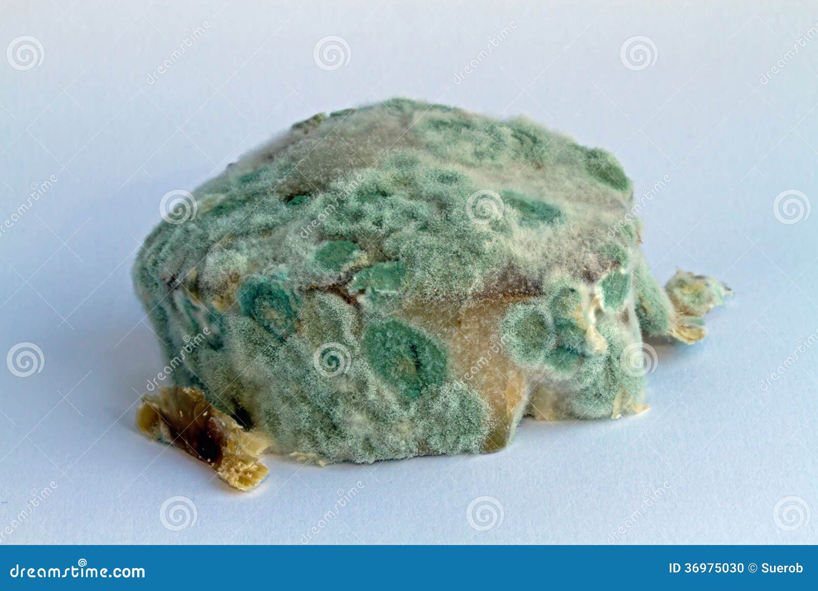 Mould and Ham stock photo. Image of white, cooked, organism - 36975030