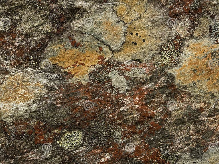 Mould pattern stock photo. Image of austria, patterns - 42775614