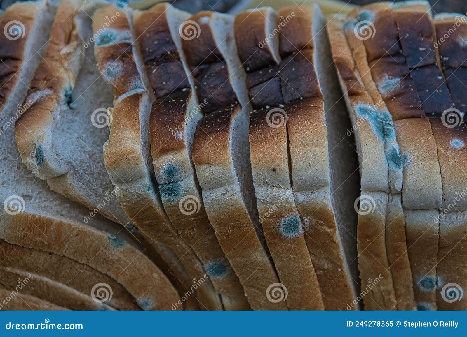 Mould Forming on Sliced Pan Bread Stock Image - Image of forming, bread ...