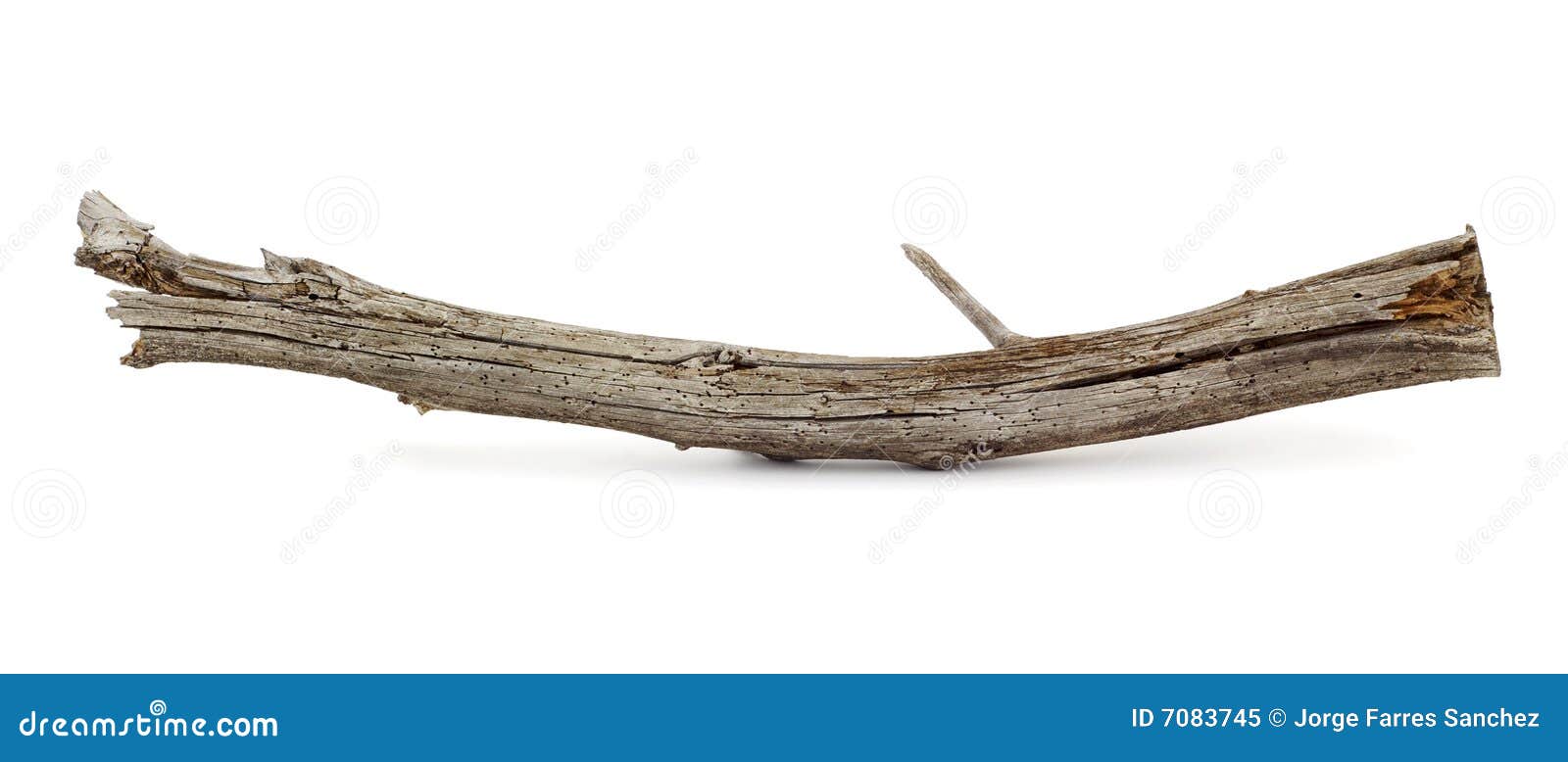 Mouldering branch stock image. Image of isolated, branch - 7083745