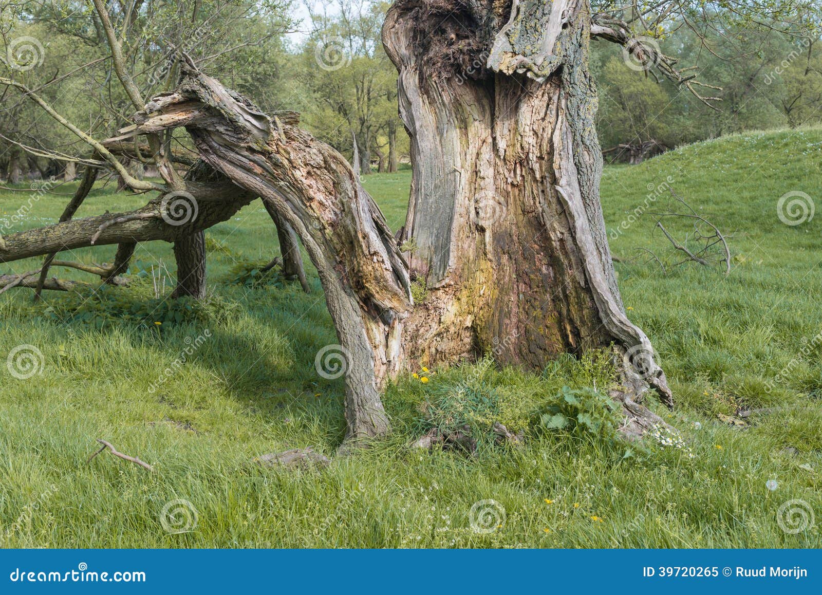 Mouldering old willow tree stock image. Image of damage - 39720265