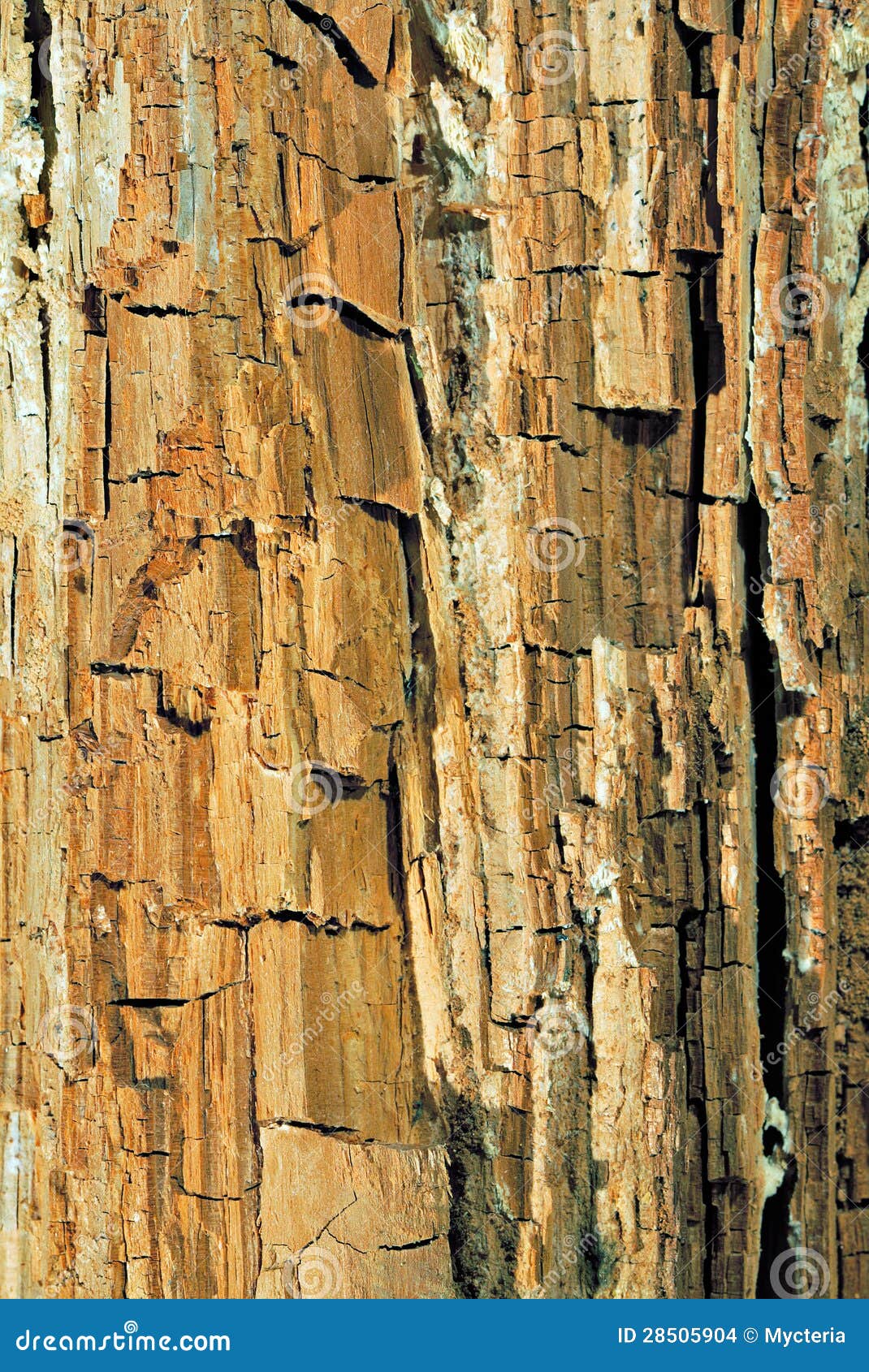 Mouldering wood stock photo. Image of close, crack, choppy - 28505904