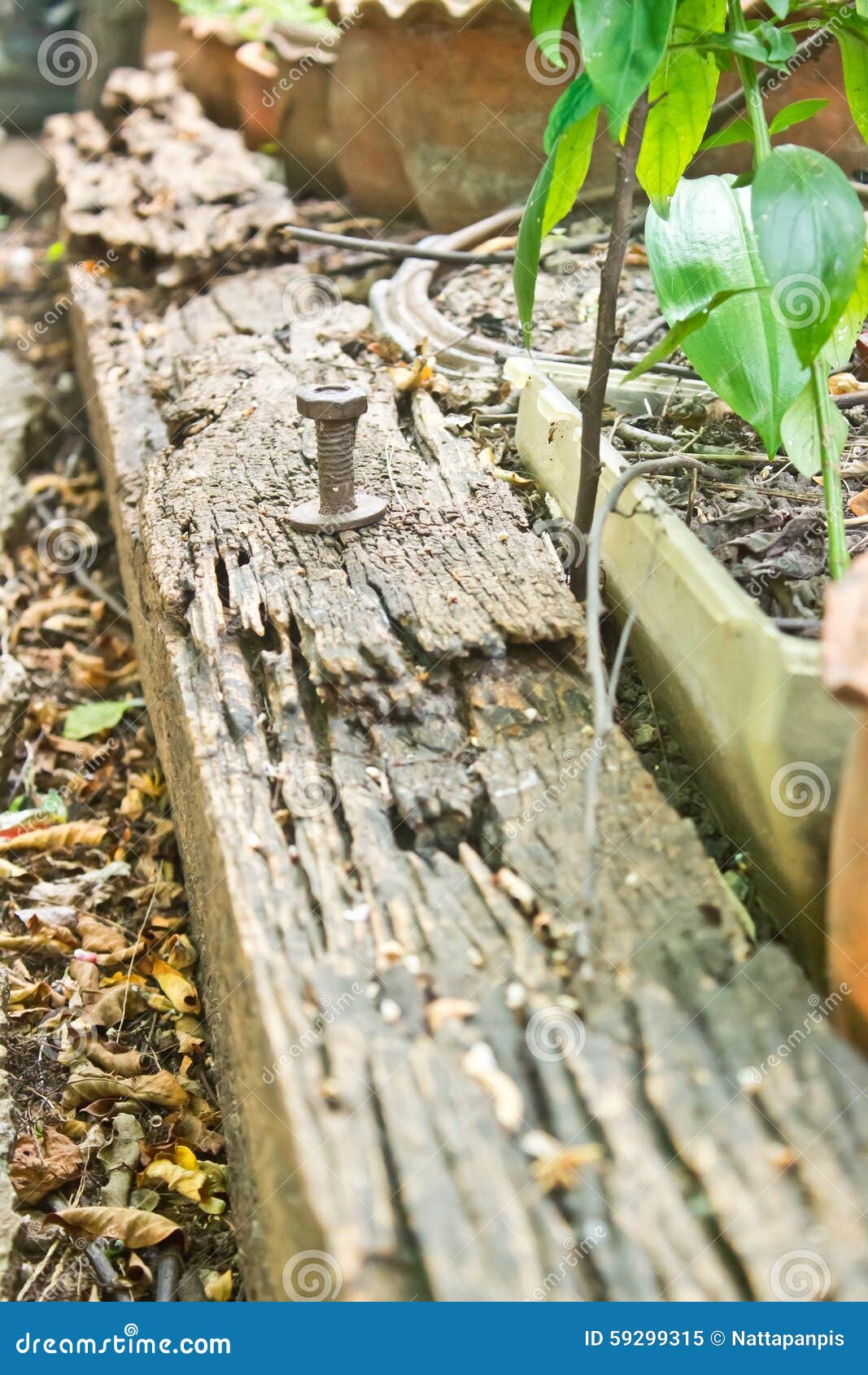 Mouldering wood stock image. Image of closeup, wood, wooden - 59299315