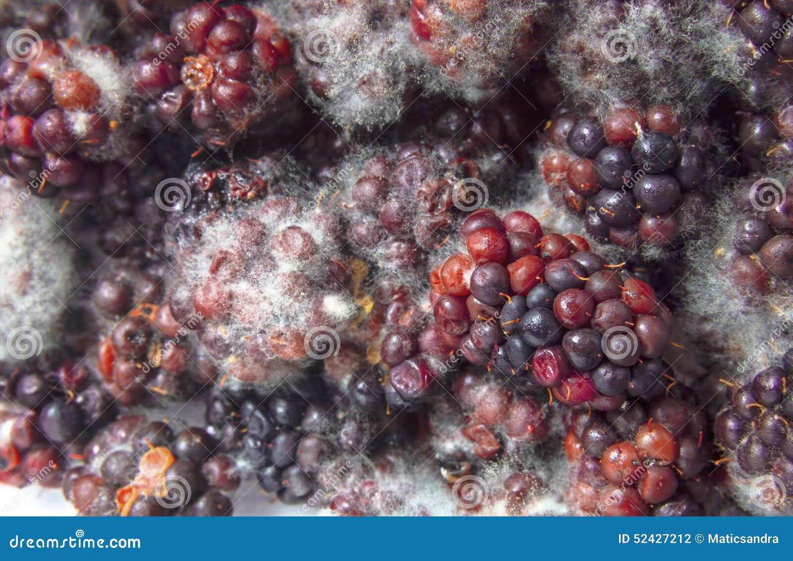 Mouldy blackberries stock photo. Image of berry, mouldy - 52427212