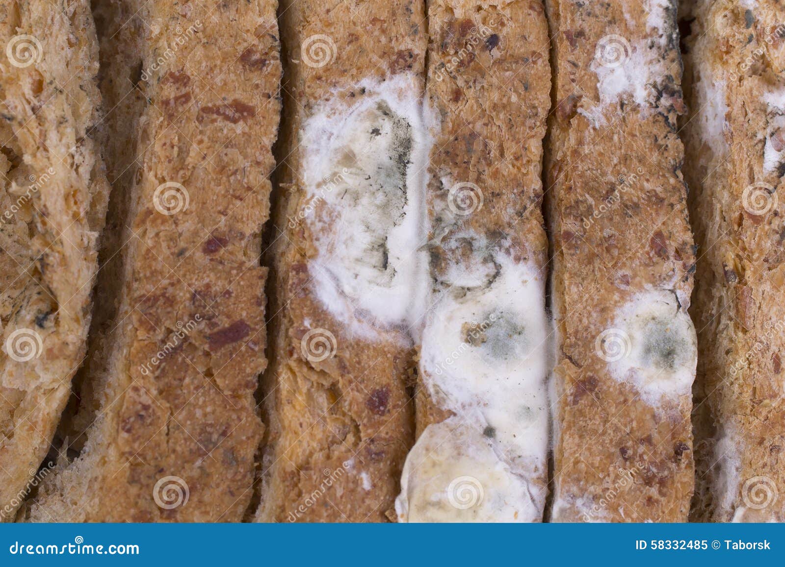 Mouldy bread stock image. Image of mycelium, nature, healthy - 58332485