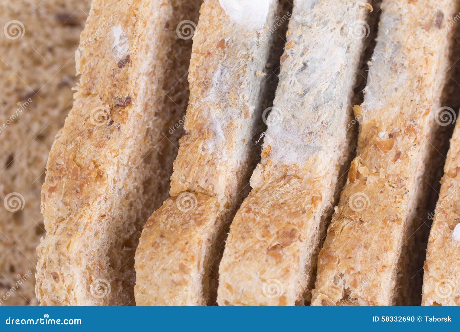 Mouldy bread stock photo. Image of mycelium, decay, mould - 58332690