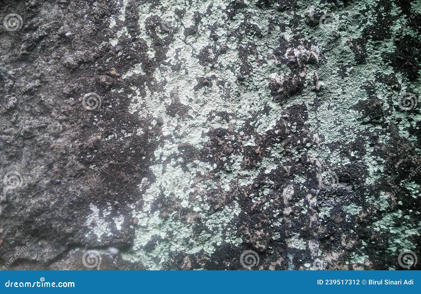 The Mouldy Cement Wall stock photo. Image of moss, frost - 239517312
