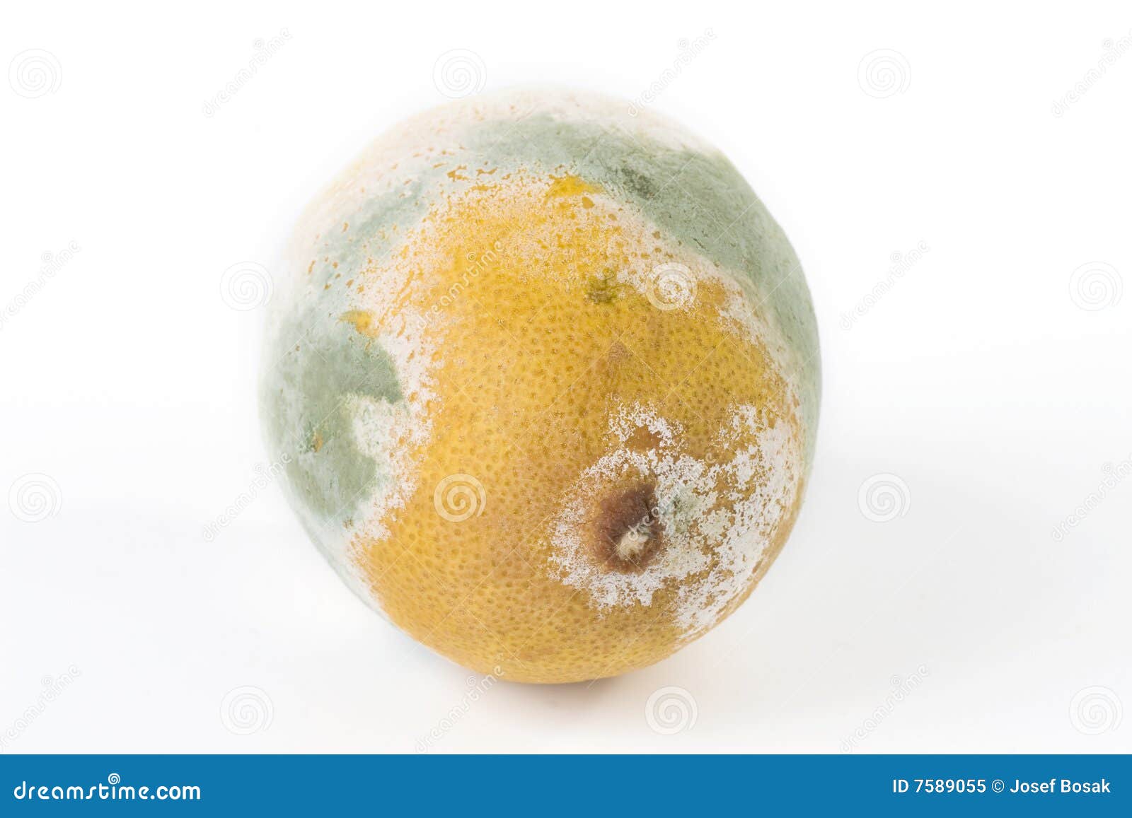 Mouldy lemon stock image. Image of lemon, fungal, ripe - 7589055