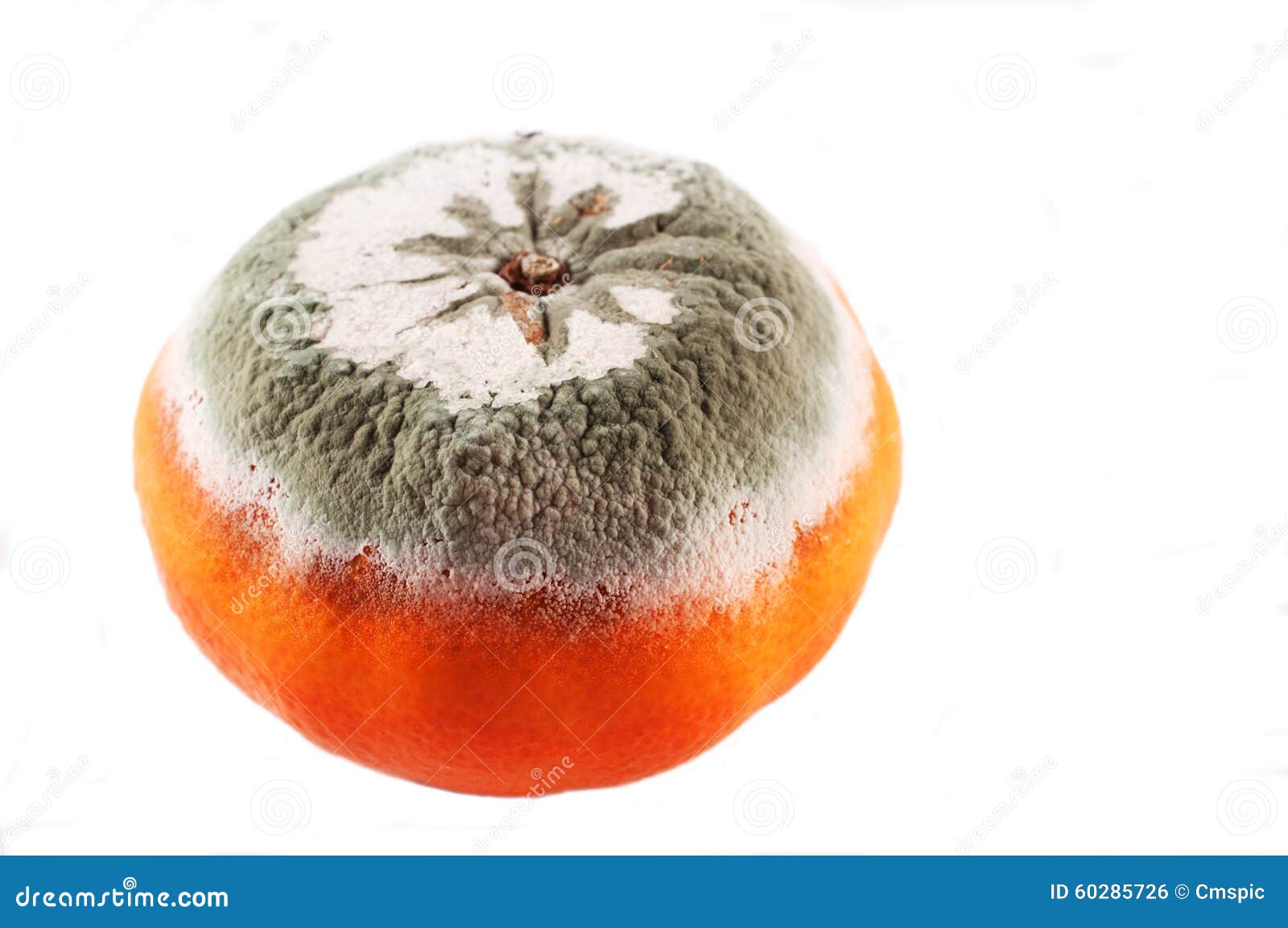Mouldy Orange stock photo. Image of mold, mould, fruit - 60285726