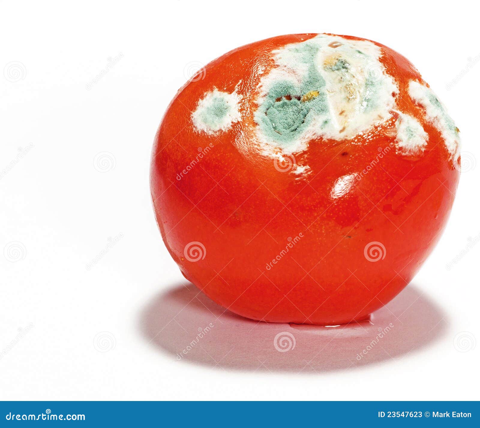 Mouldy Tomato stock image. Image of gross, decomposition - 23547623