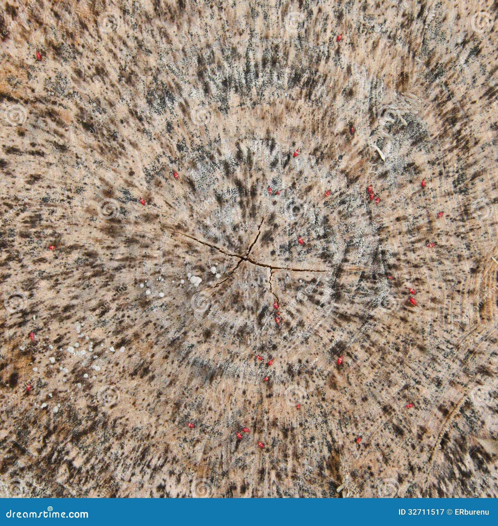 Mouldy wooden stump stock image. Image of natural, tree - 32711517