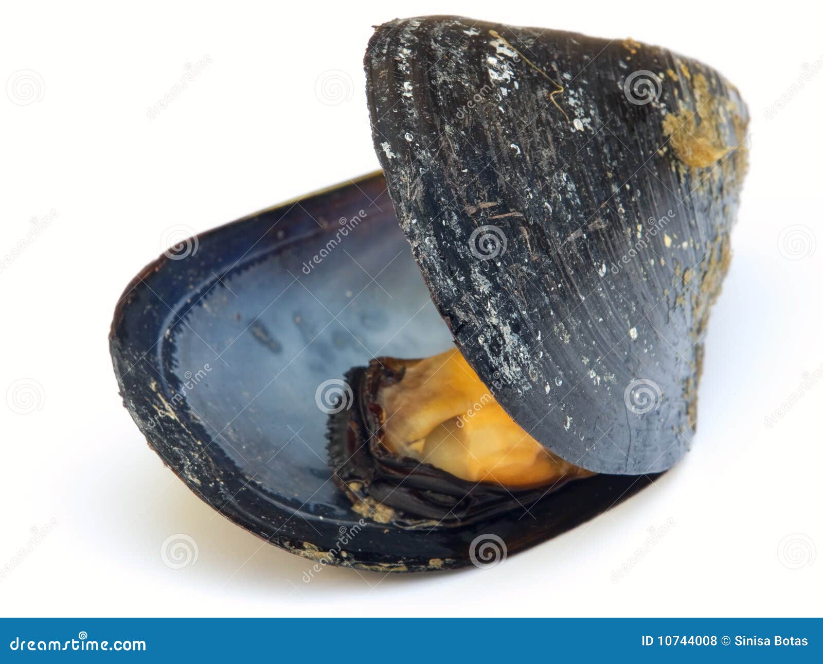 Moule photo stock. Image du bivalve, moules, fond, palourdes - 10744008