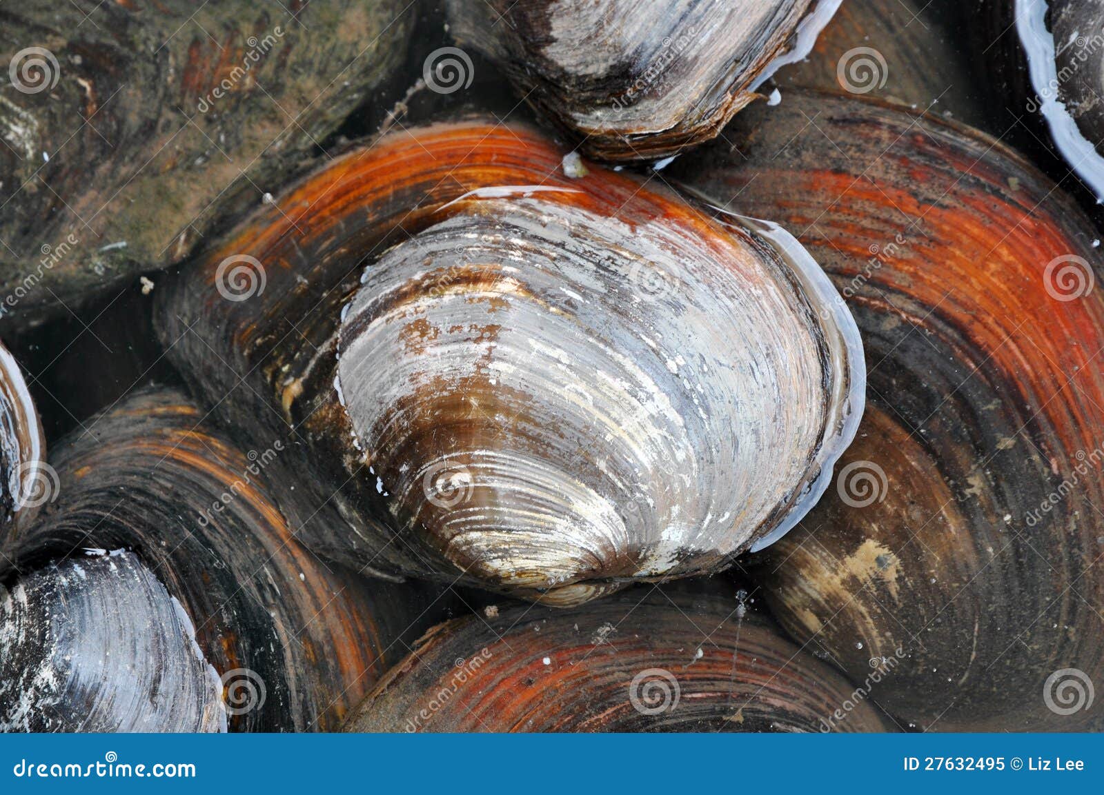 Moule image stock. Image of cuisine, vivacité, mollusque - 27632495