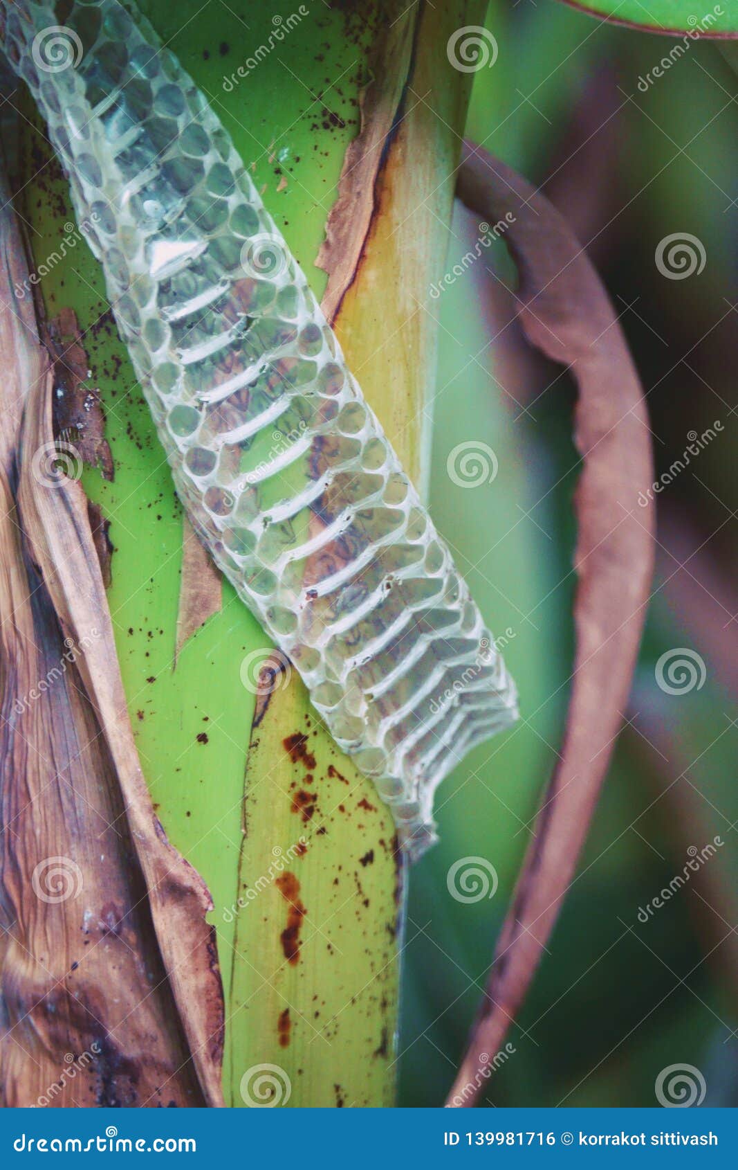 Moulted Haut Einer Schlange Auf Einem Baum Stockfoto - Bild von ...