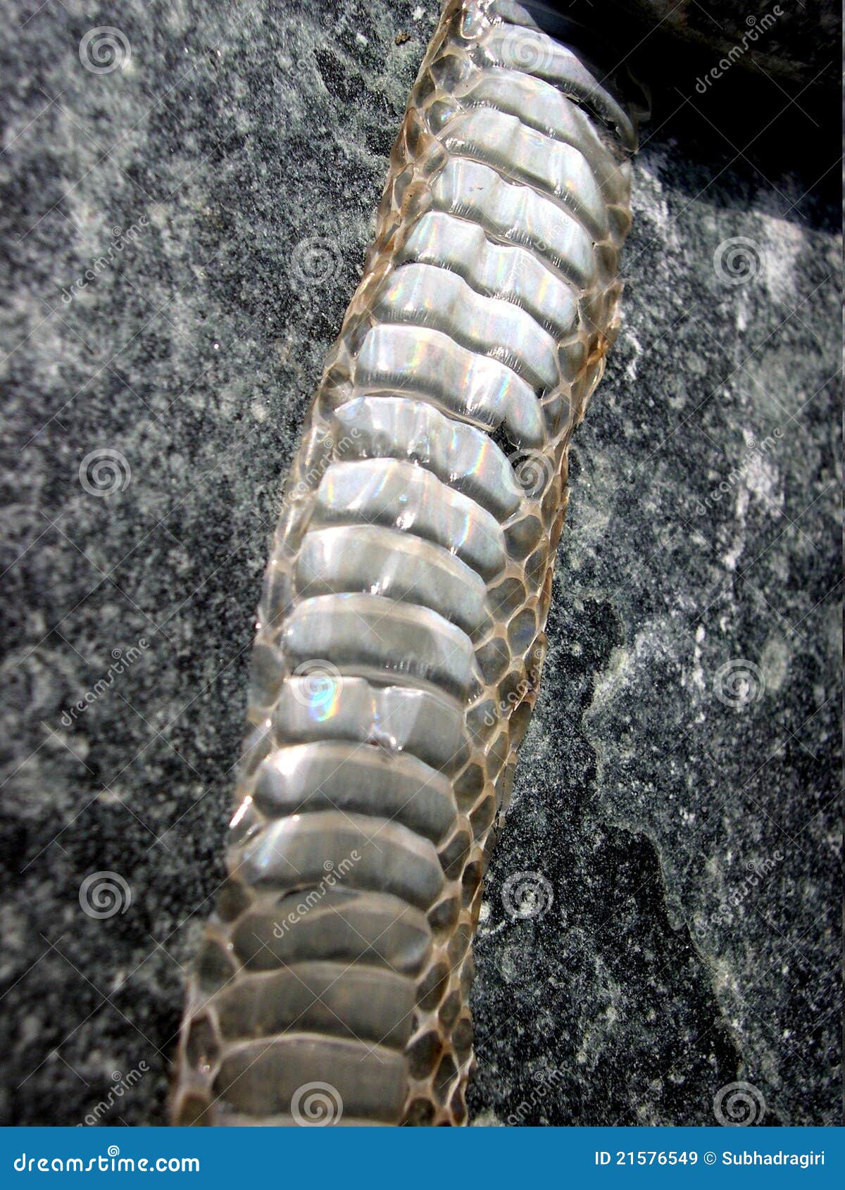 Moulting Huid Van Slang Op Rots Stock Afbeelding - Image of grijs ...