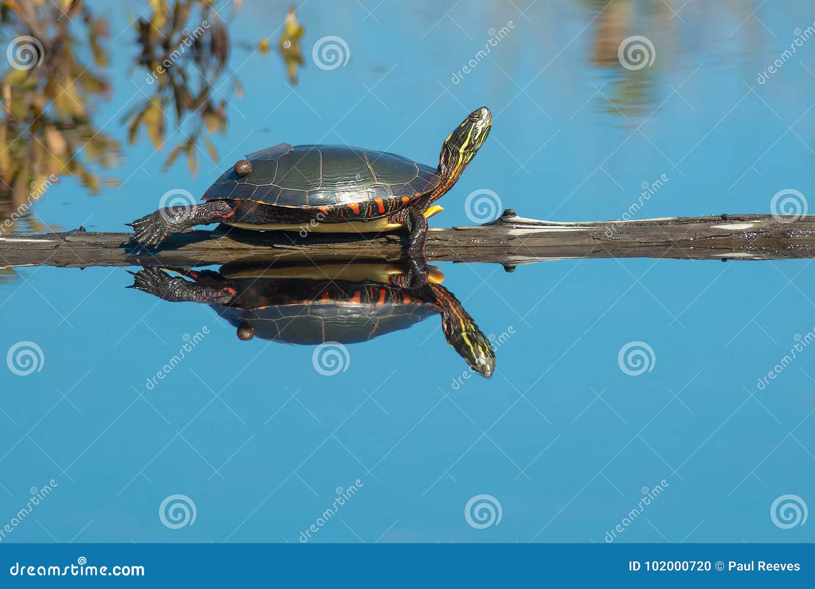 Midland Painted Turtle - Chrysemys Picta Marginata Stock Photo - Image ...