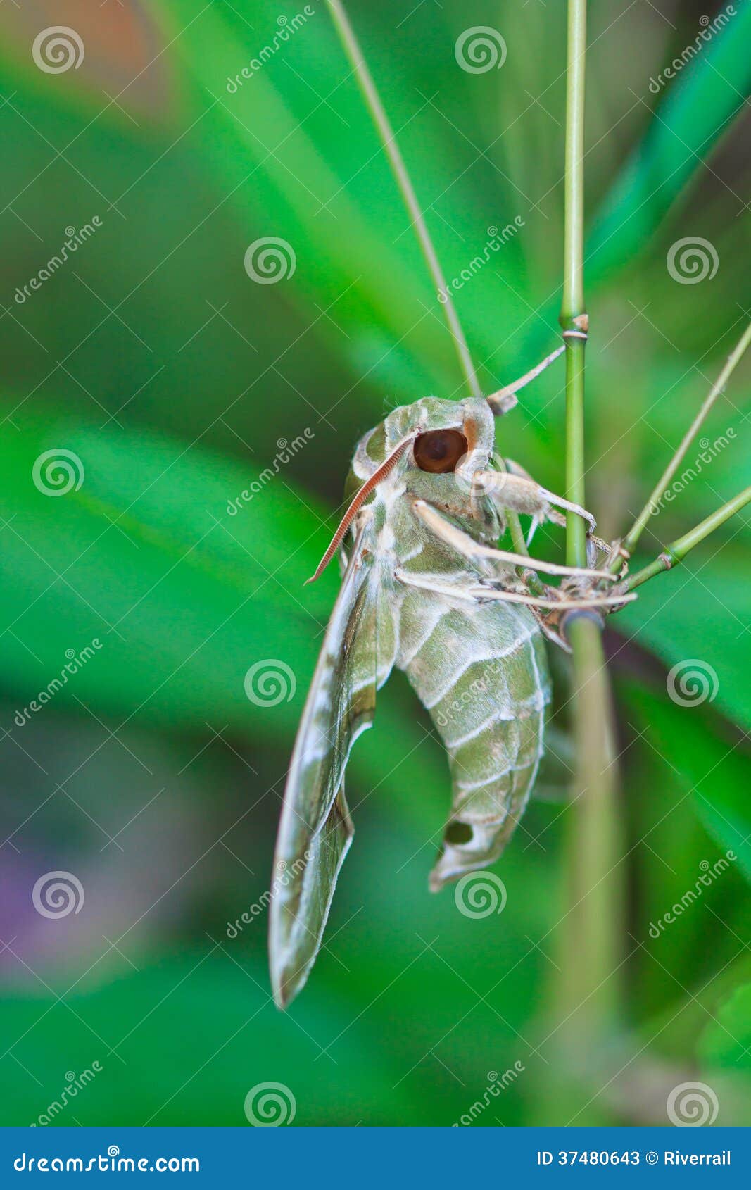 Moulting of moth stock image. Image of daphnis, arthropoda - 37480643
