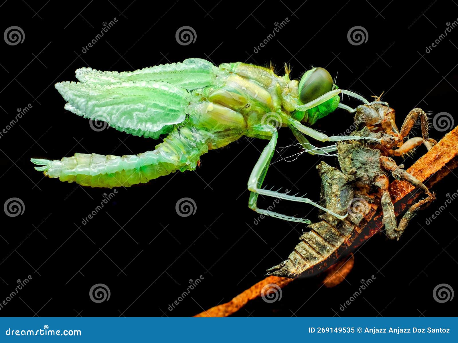 The Moulting Process of Army Dragonfly Stock Image - Image of wild ...
