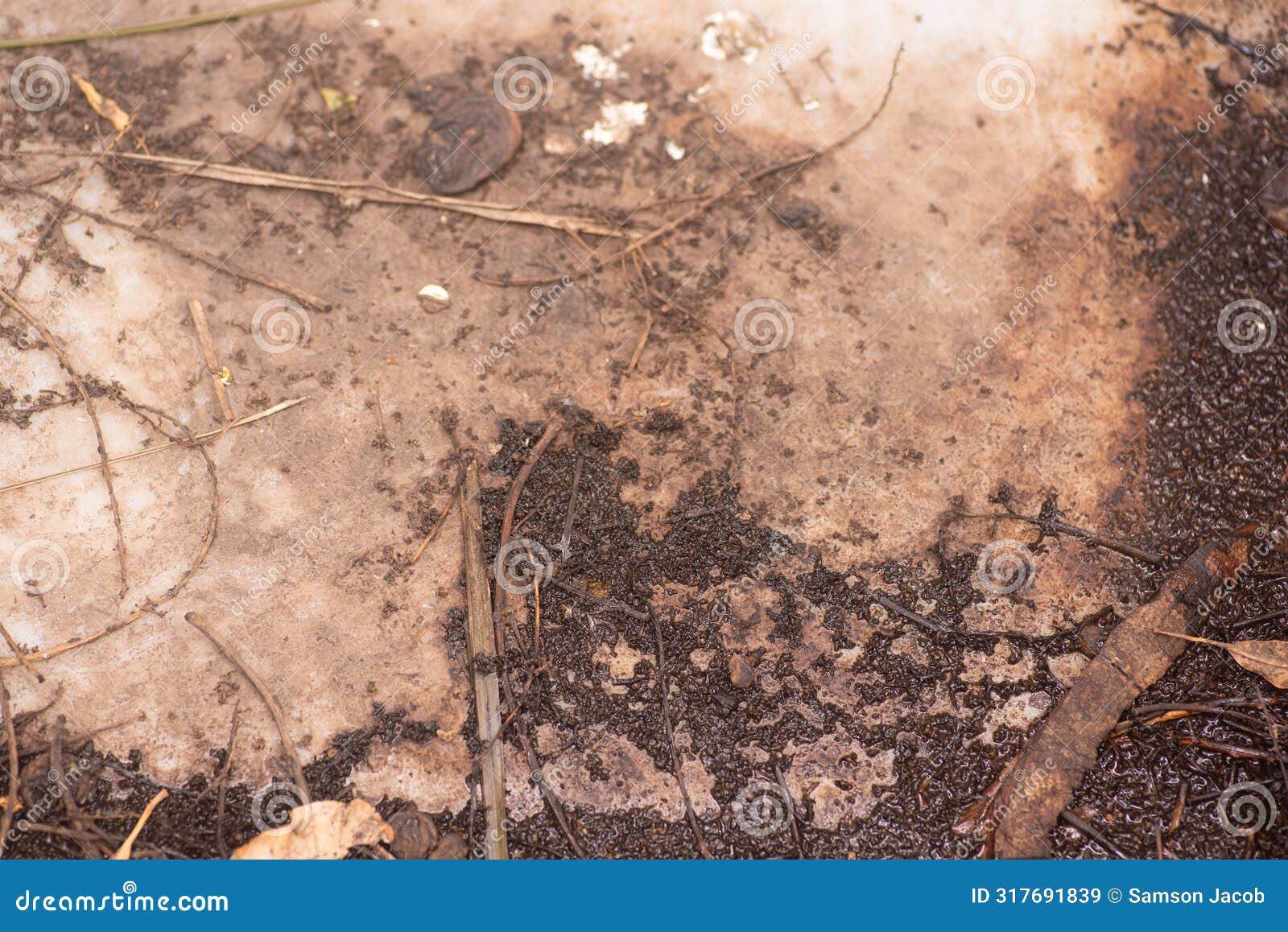 A Pile of Decaying Debris at the Bottom of a Plastic Tank Stock Image ...