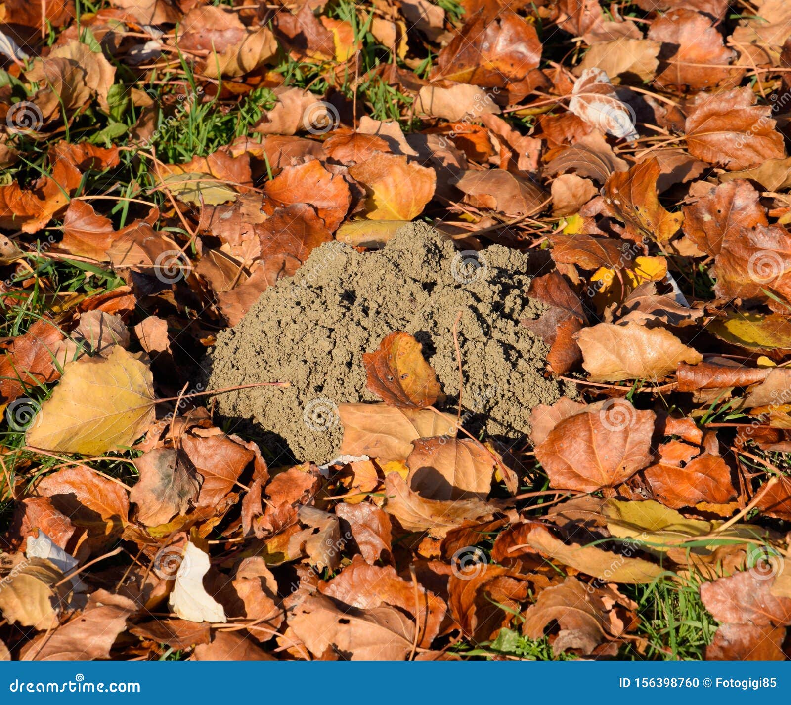 Mound of Earth from the Burrow of a Mole. a Trace of a Mole on T Stock ...