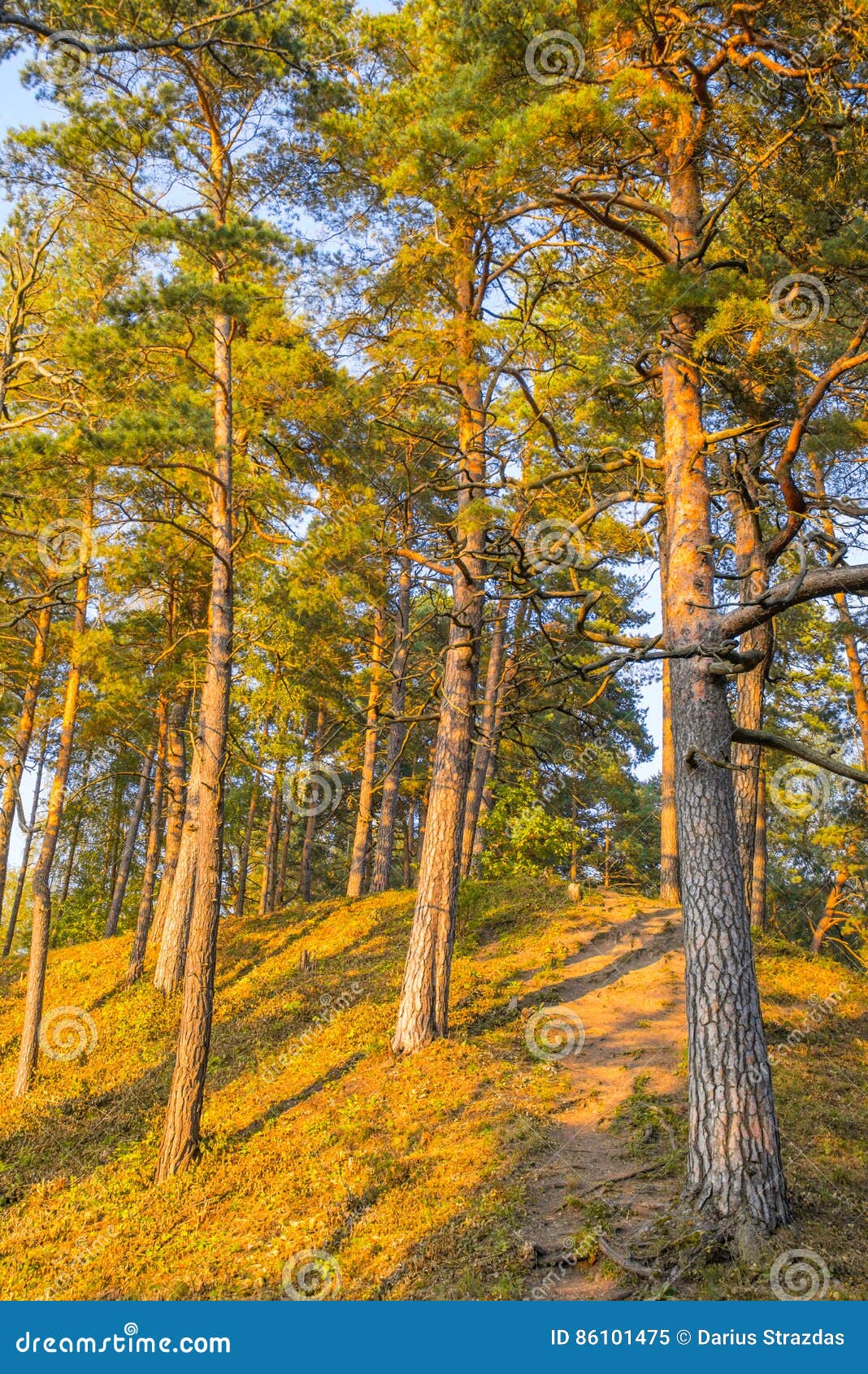 Mound in forest stock image. Image of outdoors, bare - 86101475