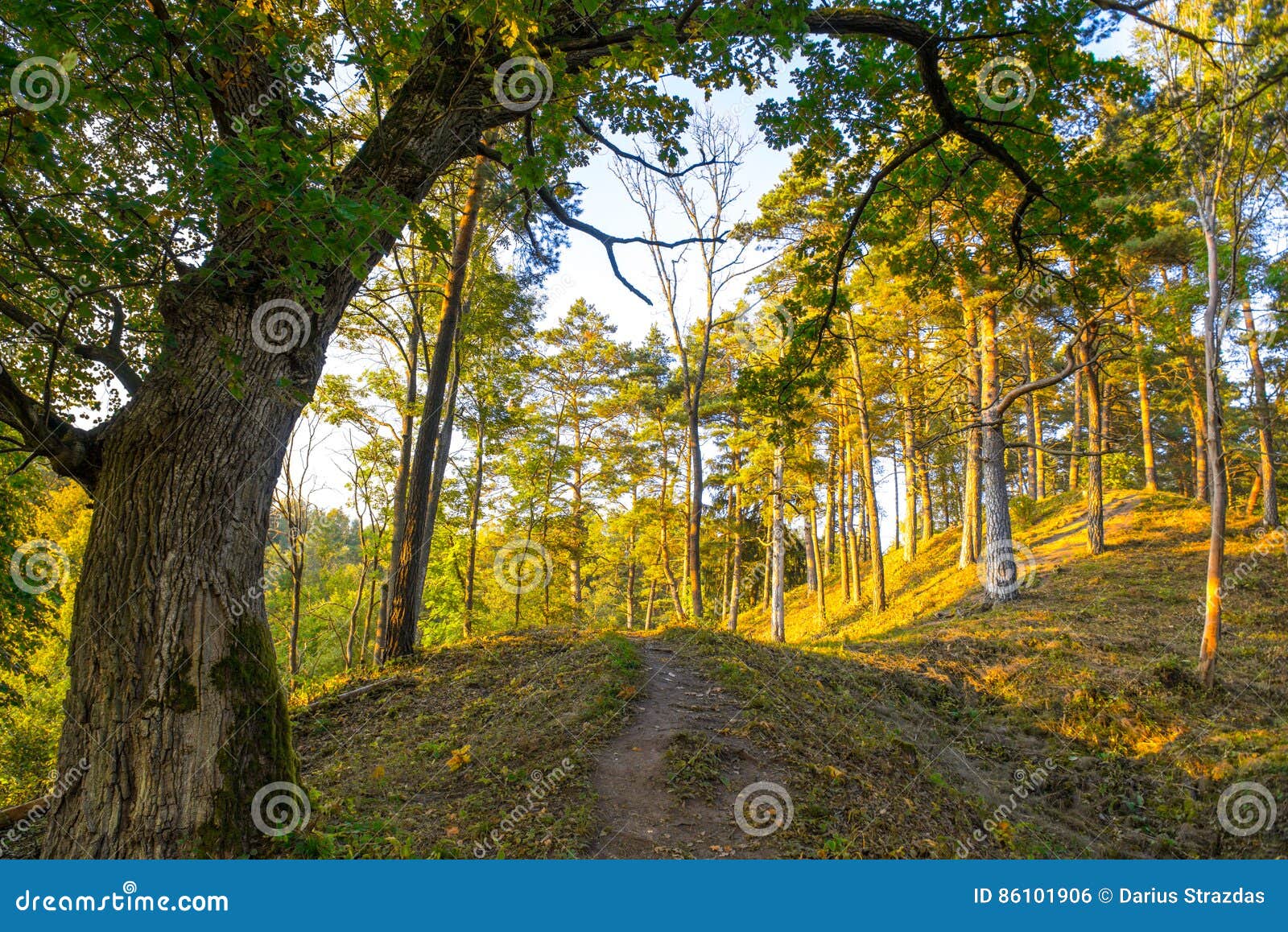 Mound and forest stock photo. Image of plant, outdoor - 86101906