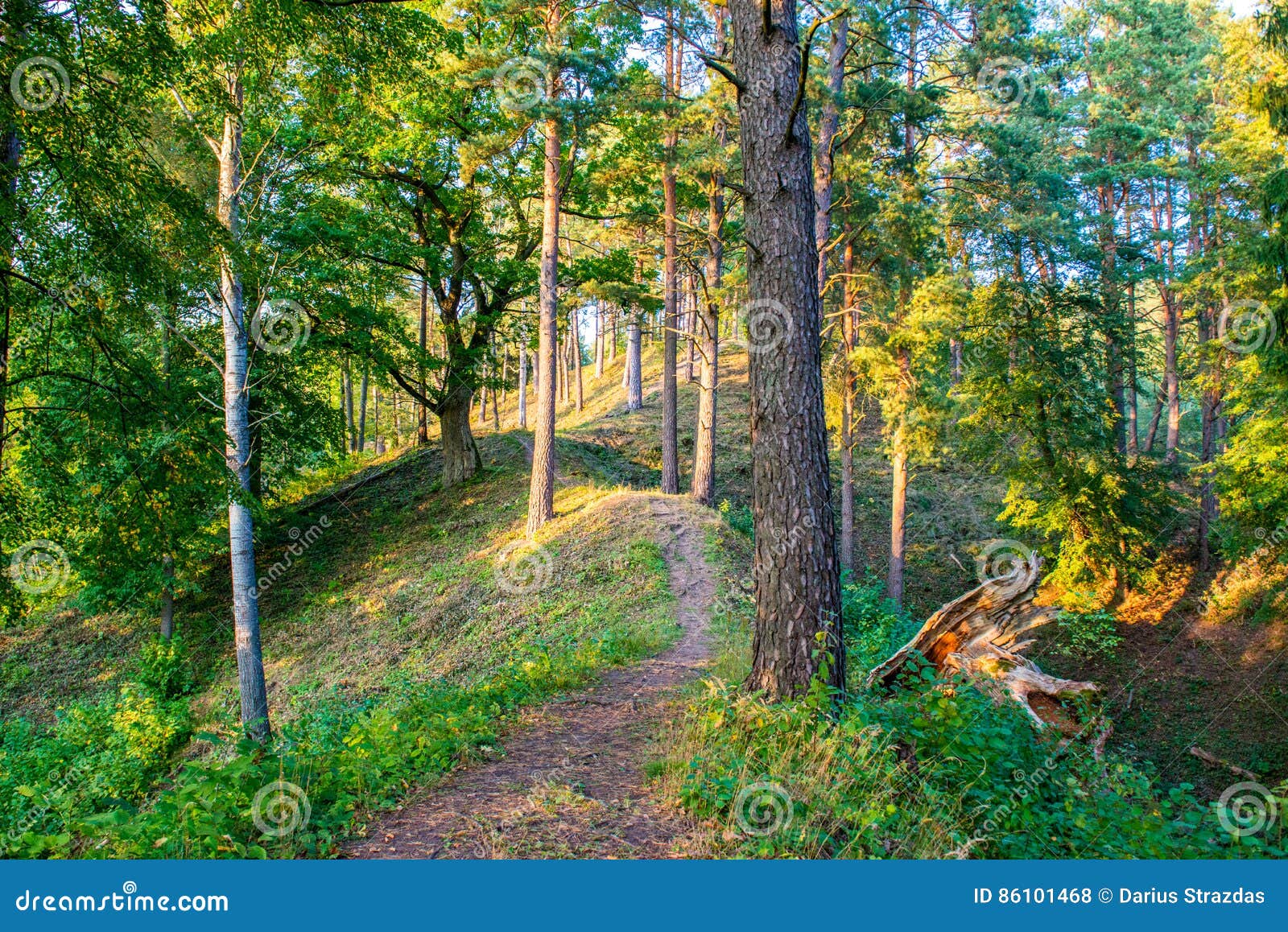 Mound and Forest, Lithuania Stock Photo - Image of bare, outdoor: 86101468