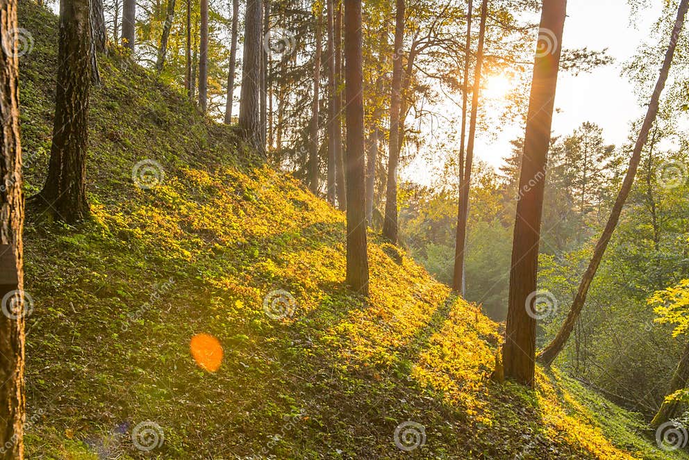Mound and forest stock photo. Image of detail, outdoor - 86101726