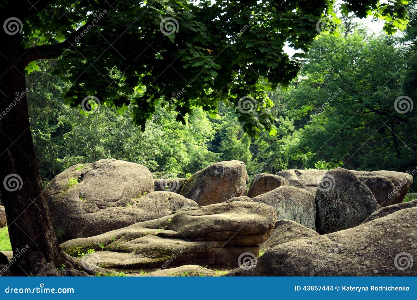 2,960 Forest Tree Mound Stock Photos - Free & Royalty-Free Stock Photos ...
