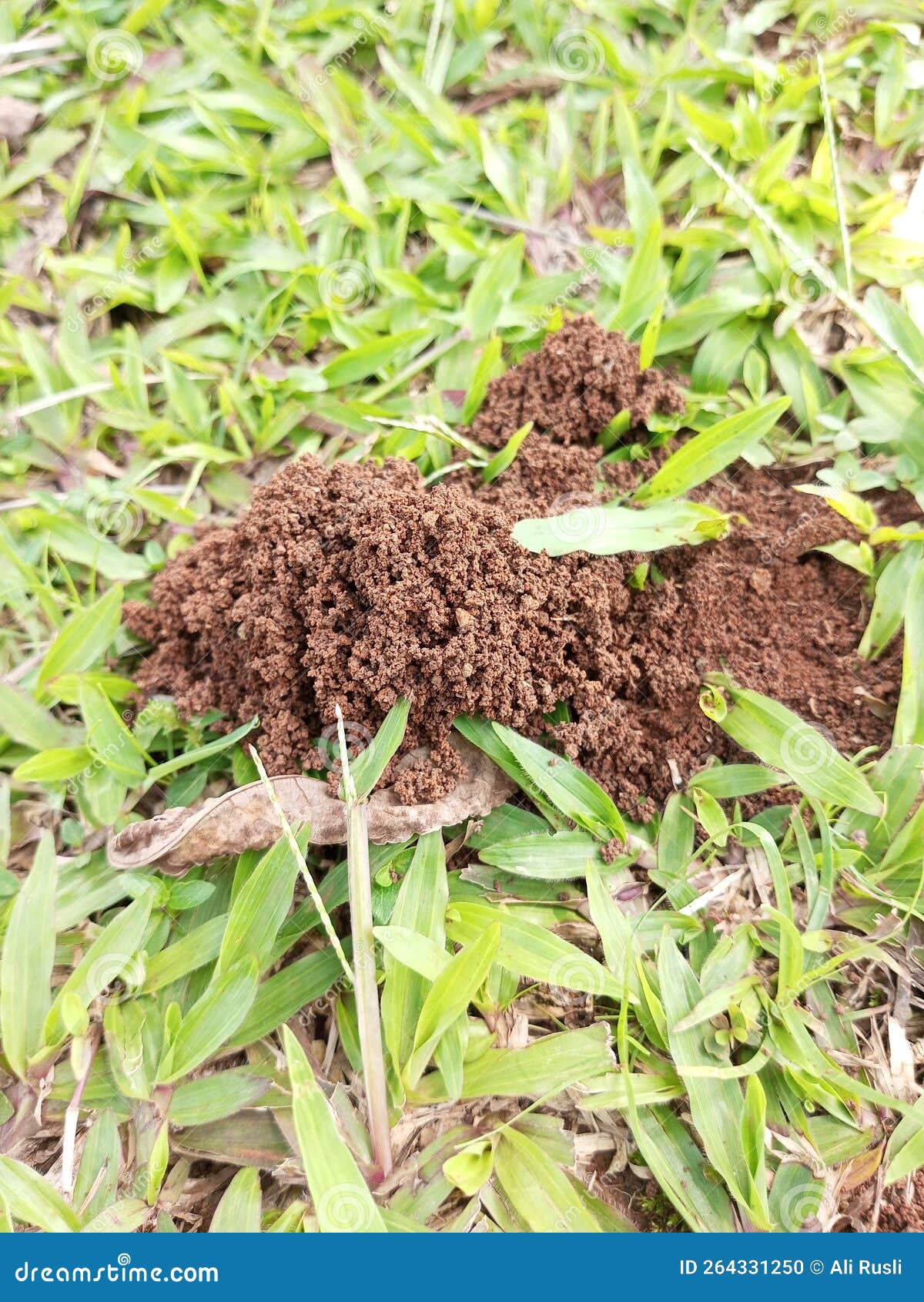 A mound where ants nest stock photo. Image of soil, insect - 264331250