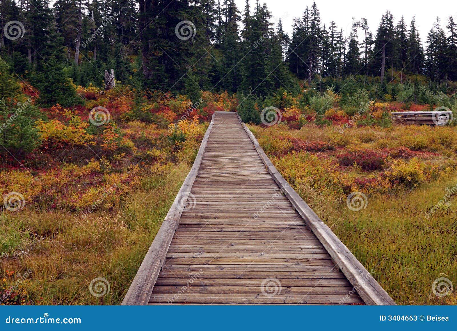 Mount Baker National Park stock image. Image of tree, swamp - 3404663