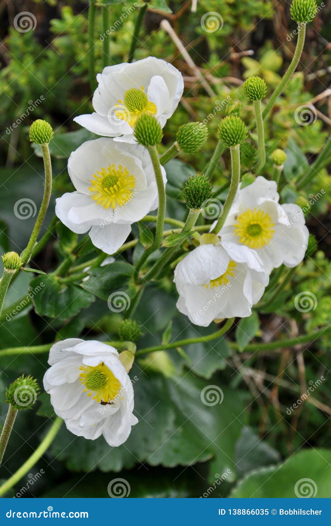Mount Cook Lily stock image. Image of nature, cook, flowering - 138866035